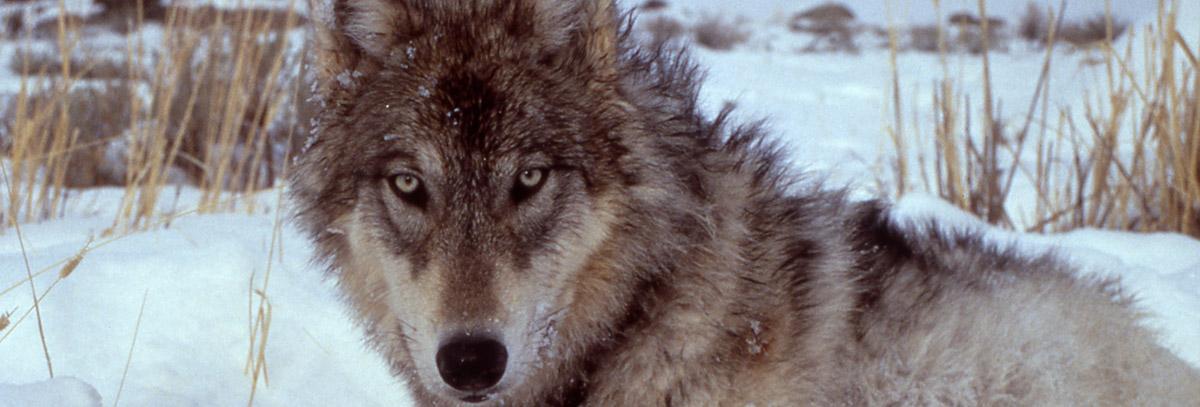 The Remarkable Return of the Wolf to Yellowstone National Park - MagellanTV