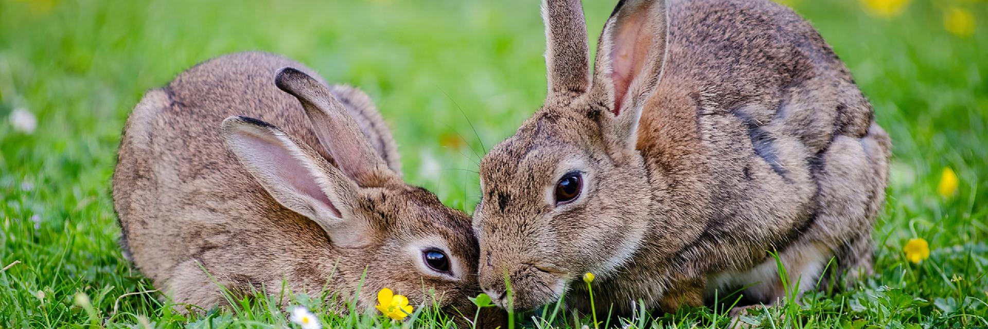 Invasive Species Wreak Ecological Havoc | MagellanTV