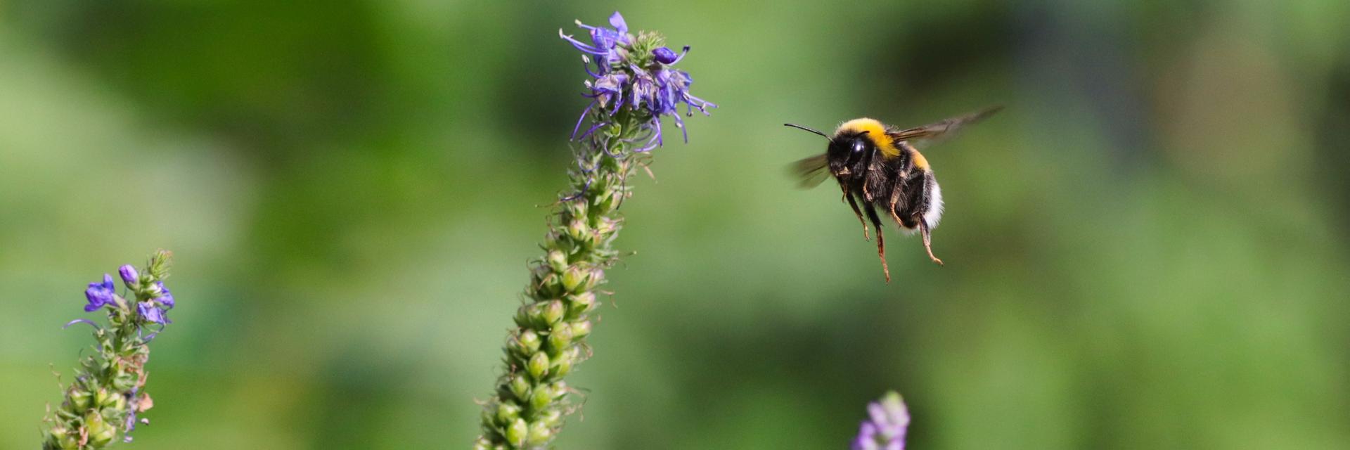 What is Rewilding and Can It Save Nature and Humanity? - Articles by ...