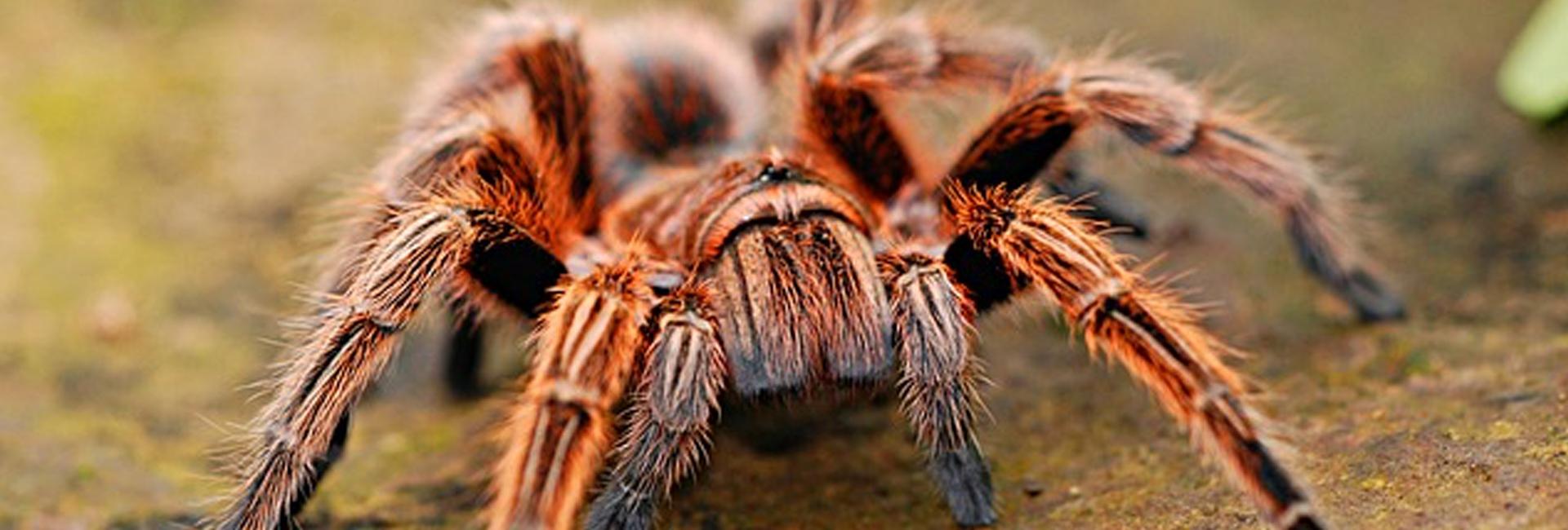 Scary Creatures: A List of the Scariest Real-Life Creatures - Articles ...