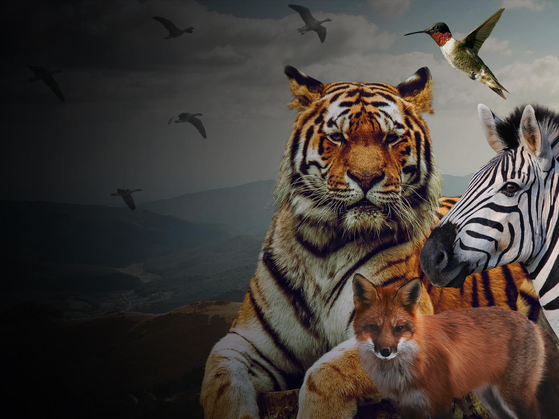 MagellanTV Documentary Streaming Service - Documentaries Worth Watching