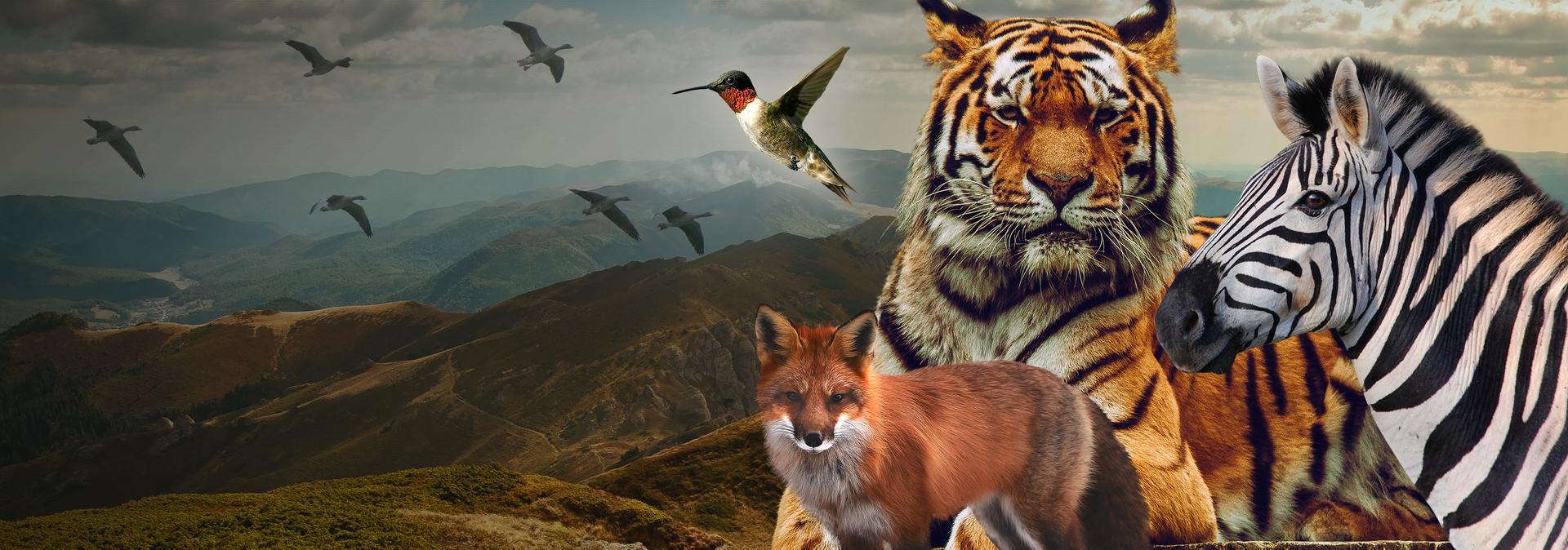 MagellanTV Documentary Streaming Service - Documentaries Worth Watching