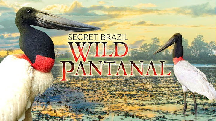 Secret Brazil Wild Pantanal Magellantv Documentaries