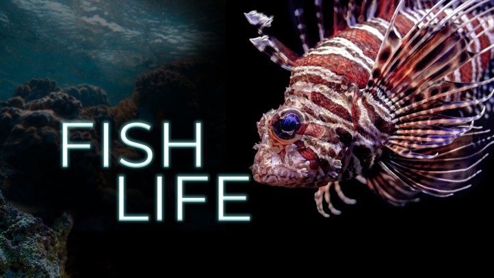 Fish Life - MagellanTV Documentaries