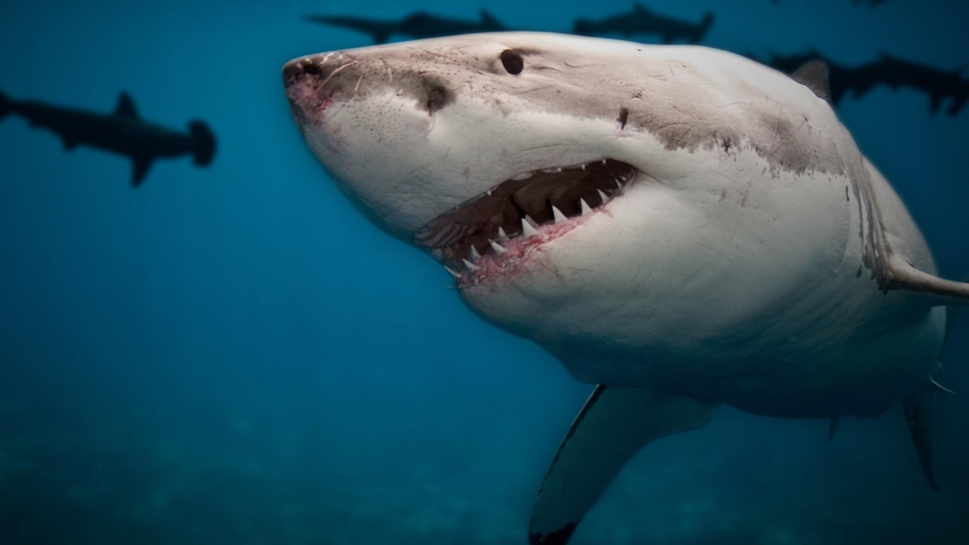 Shark Man with Riley Elliot - MagellanTV Documentaries