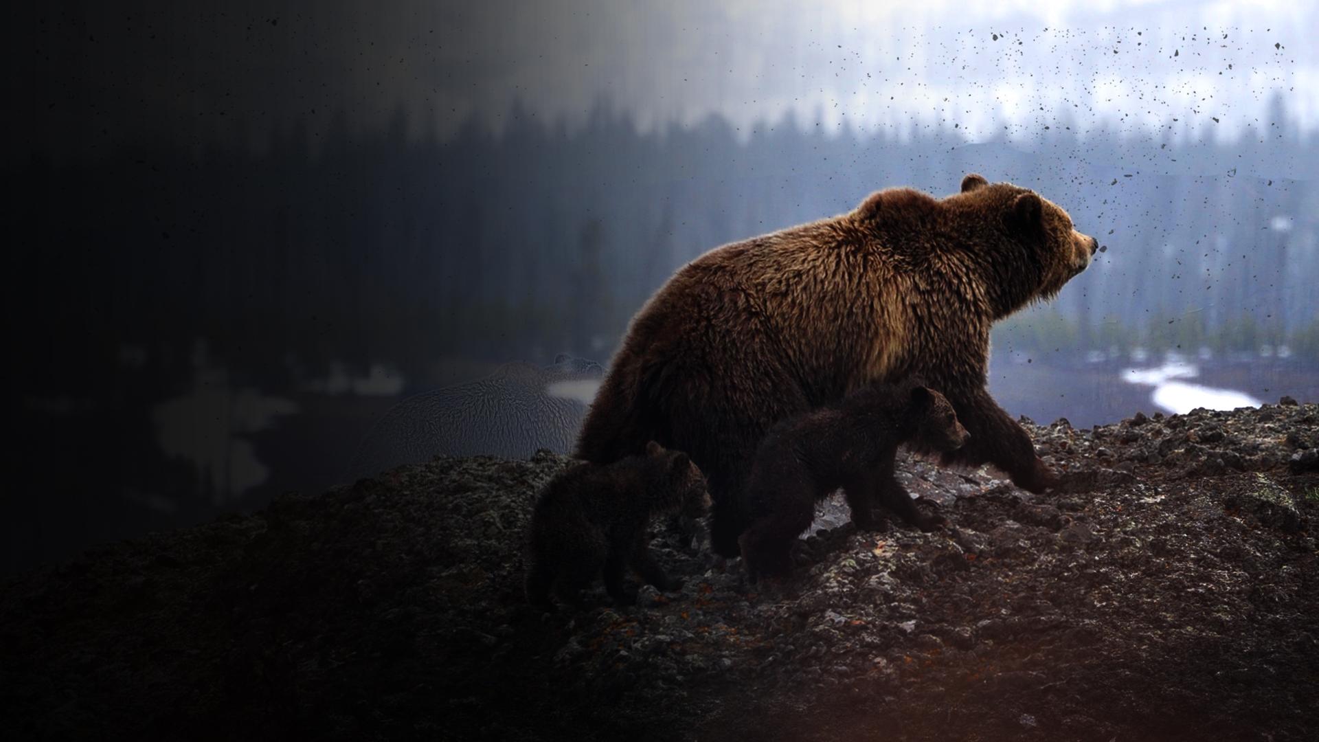 Animal Strategies: The Will to Survive - MagellanTV Documentaries