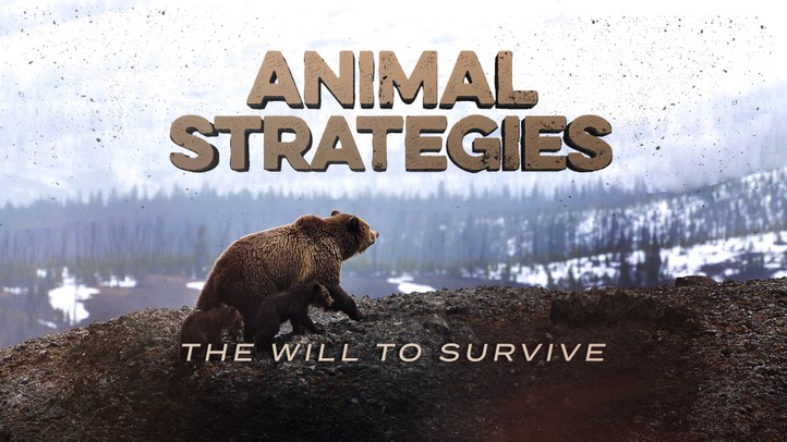 Animal Strategies: The Will to Survive - MagellanTV Documentaries