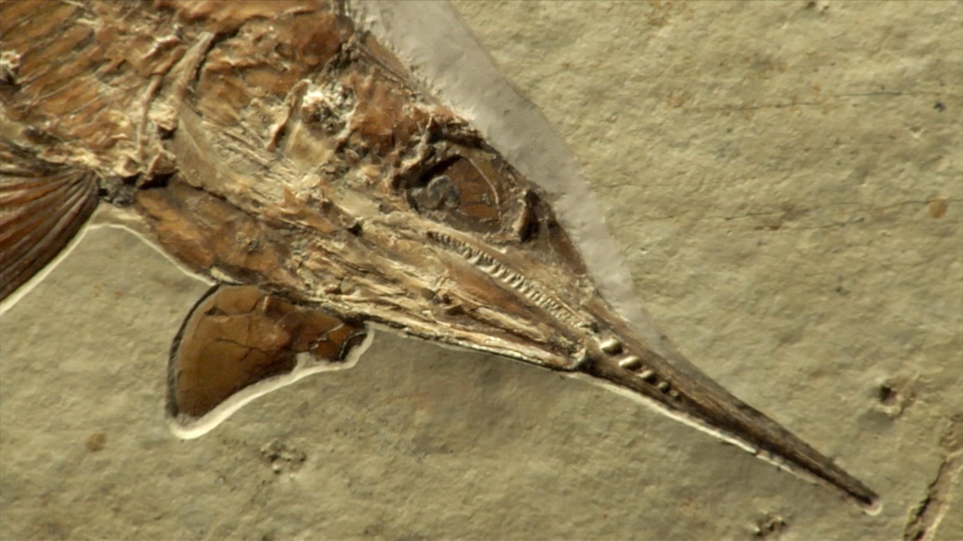 Voyage of the Continents - MagellanTV