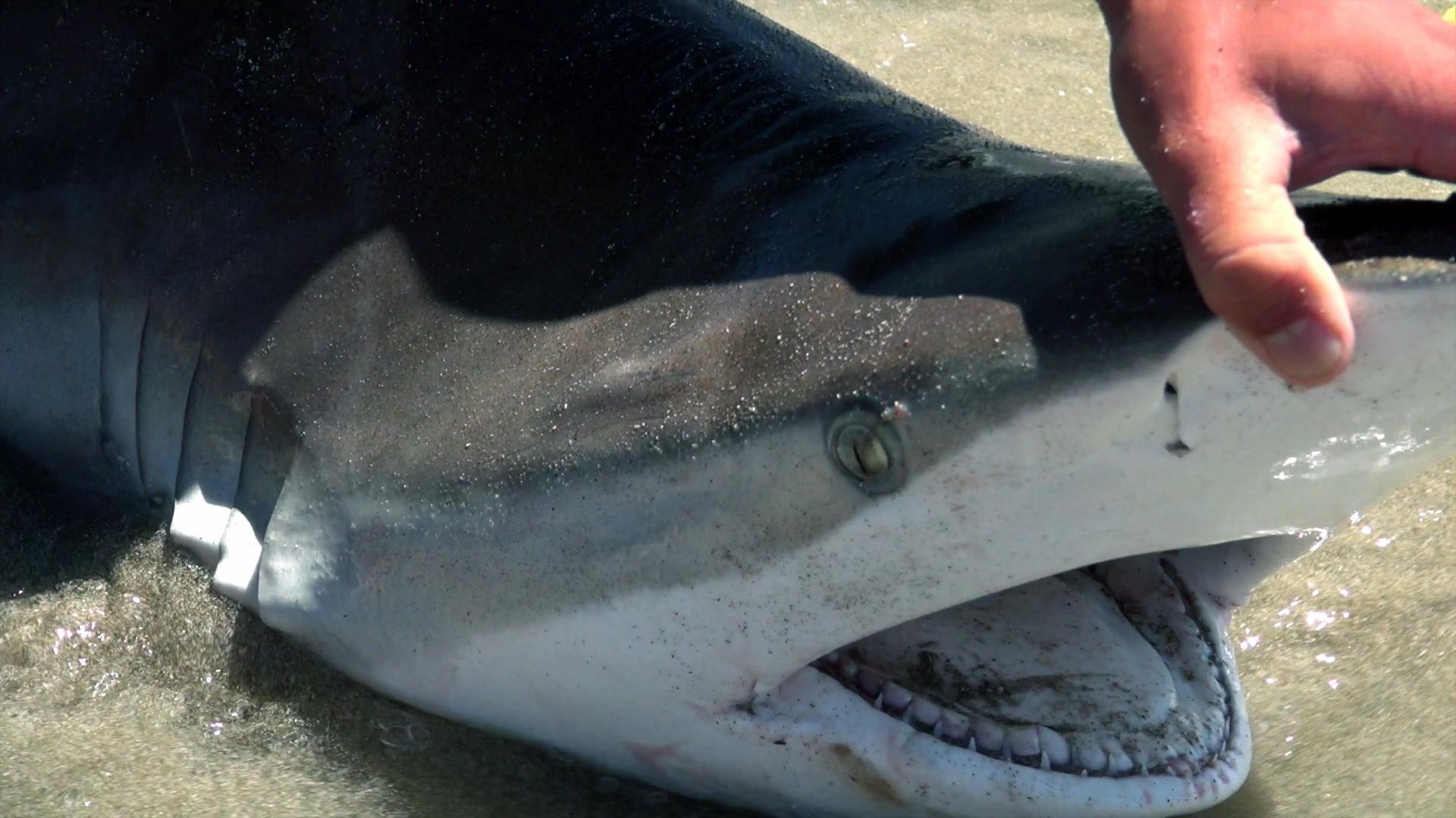 Shark Man with Riley Elliot - Stream the Series Now on MagellanTV