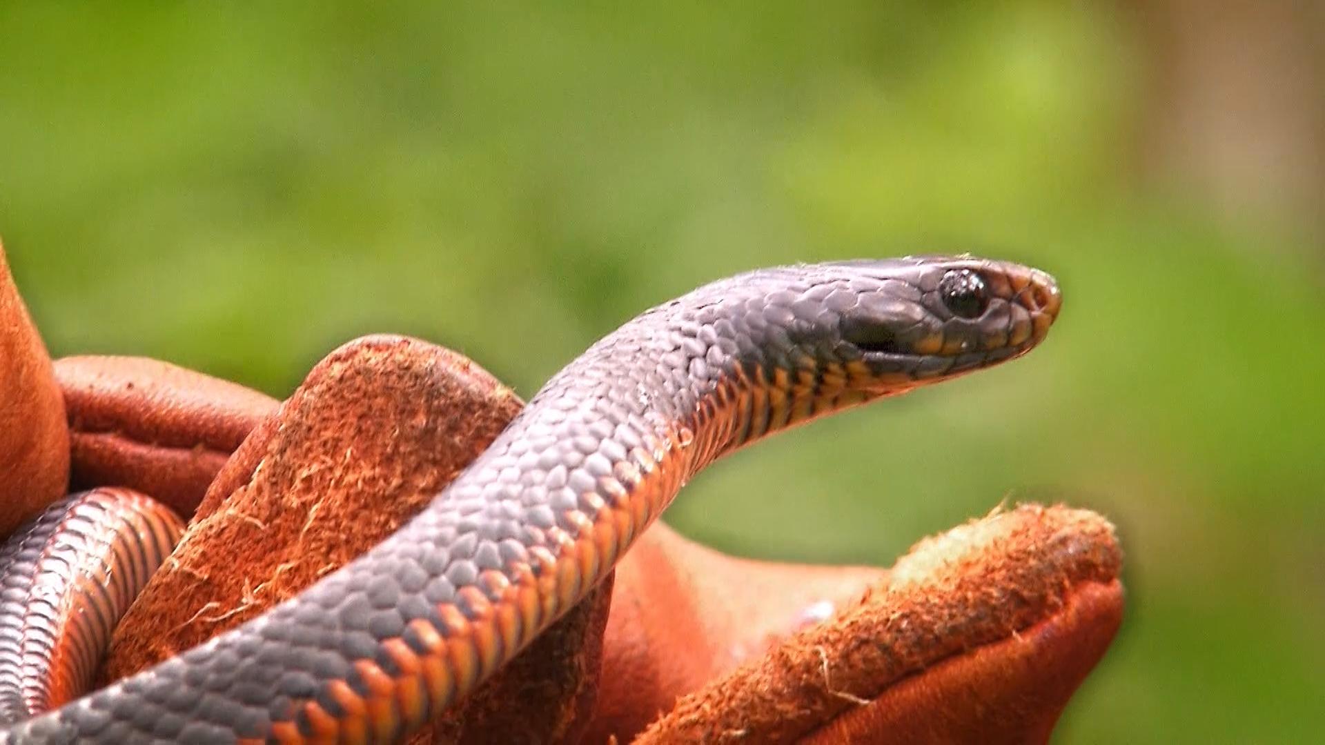 Snake Boss - MagellanTV