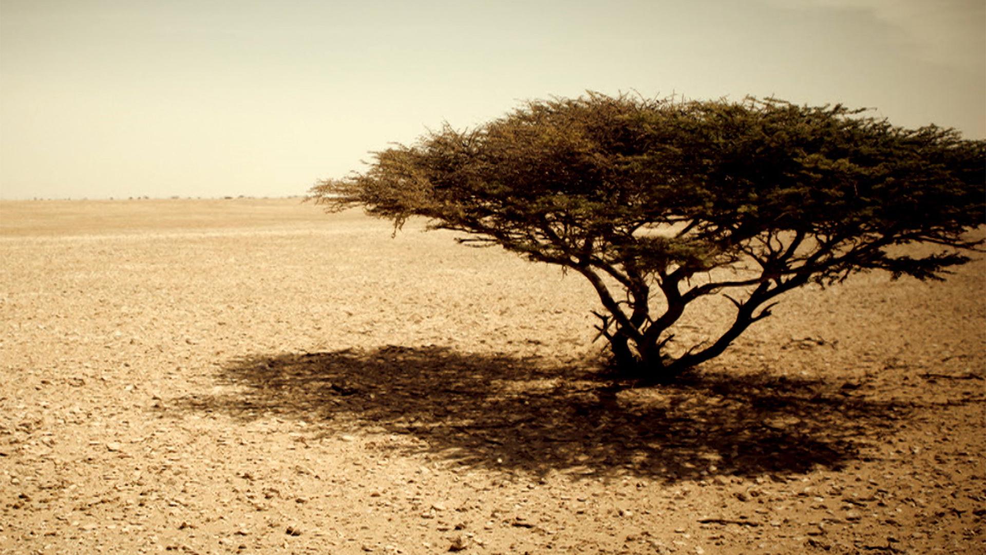 Wildest Middle East - MagellanTV