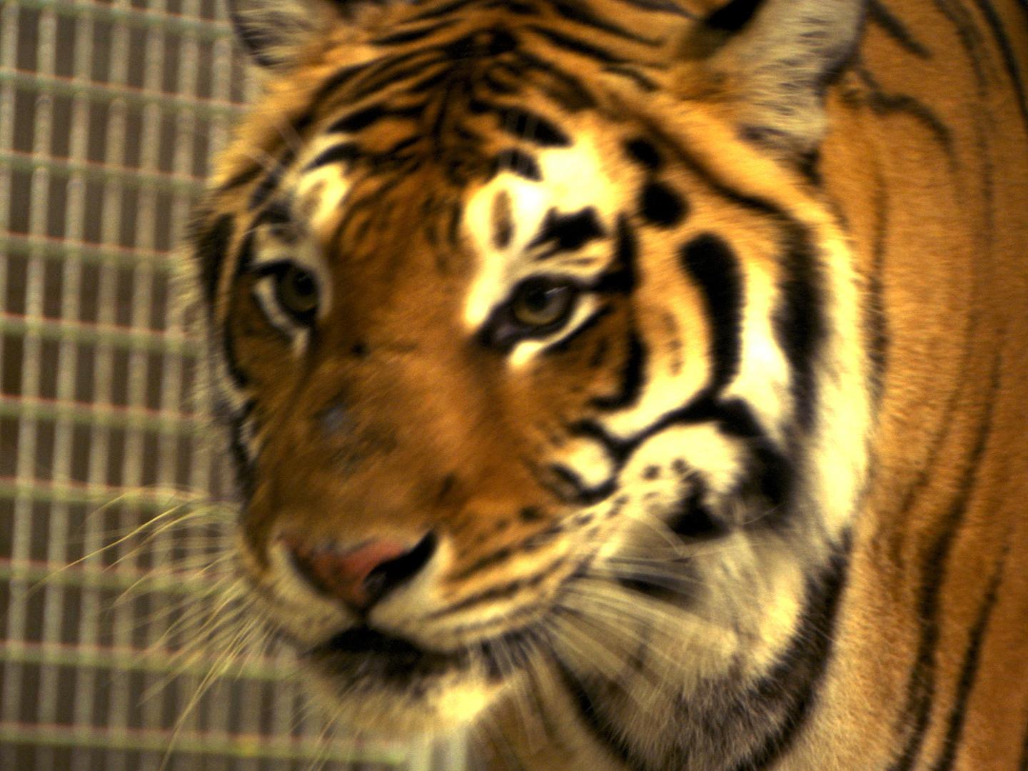 Human Prey - MagellanTV