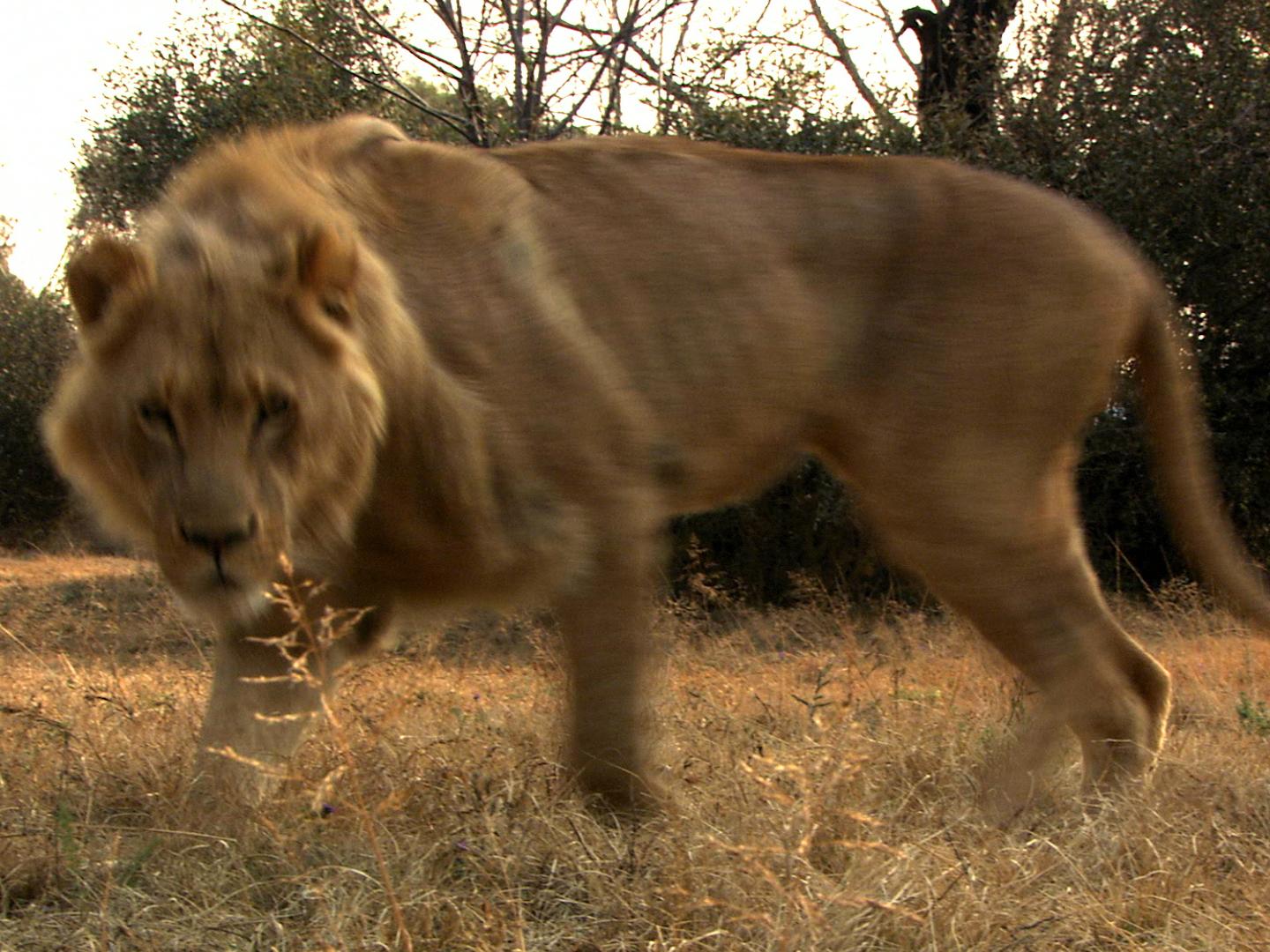 Human Prey - MagellanTV