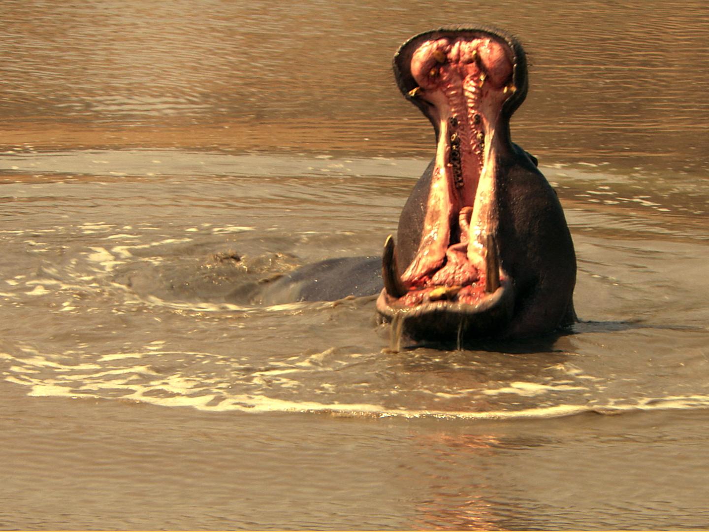 Human Prey - MagellanTV