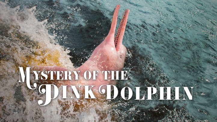 The Mystery of the Pink Dolphin - MagellanTV Documentaries
