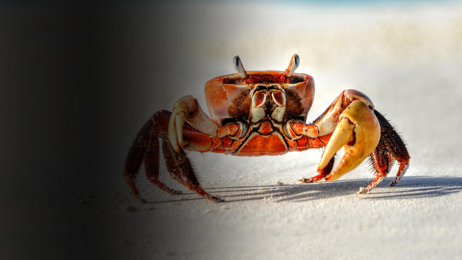 Secret World of Crustaceans - MagellanTV Documentaries