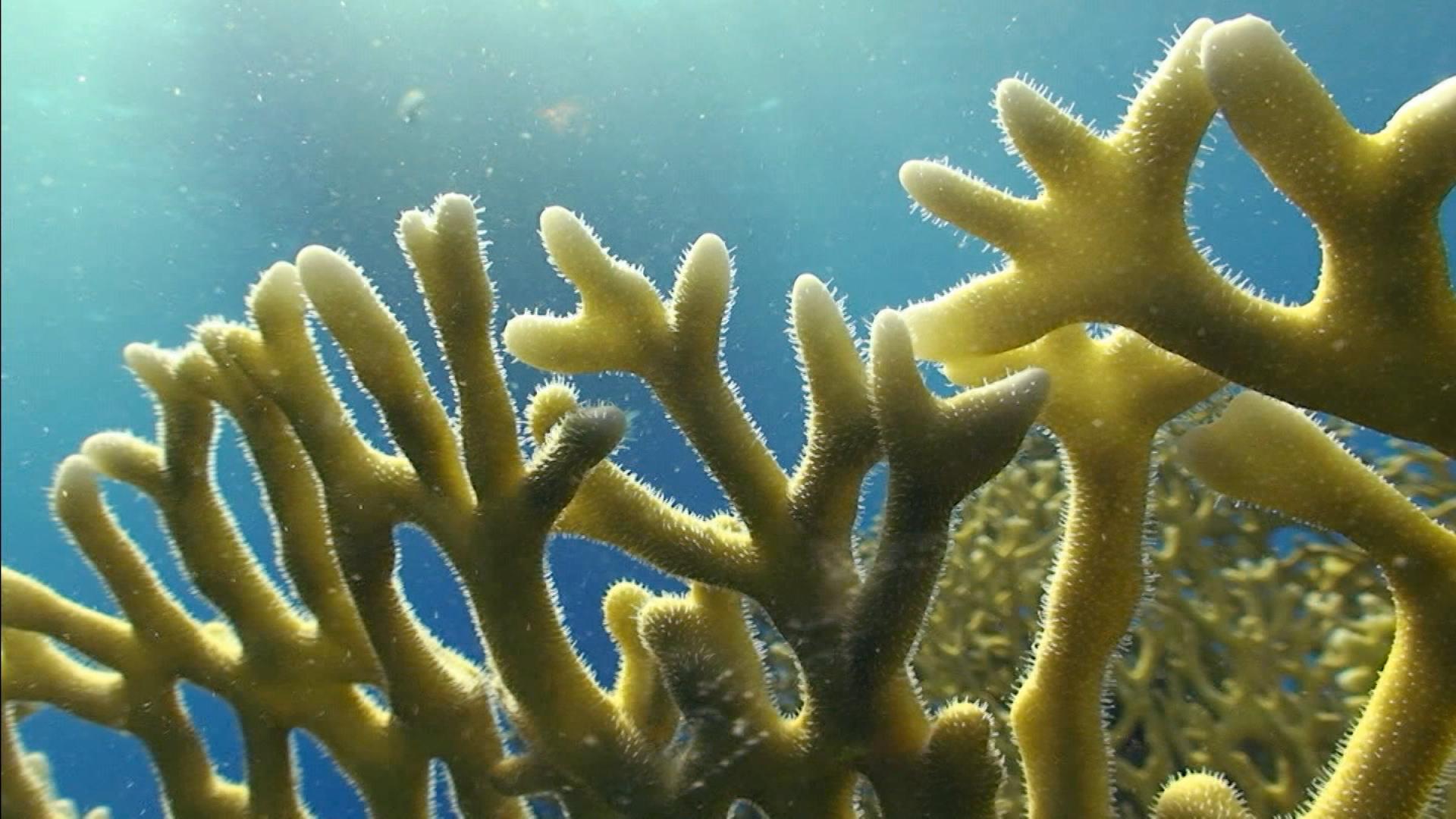 Fish Life - MagellanTV Documentaries