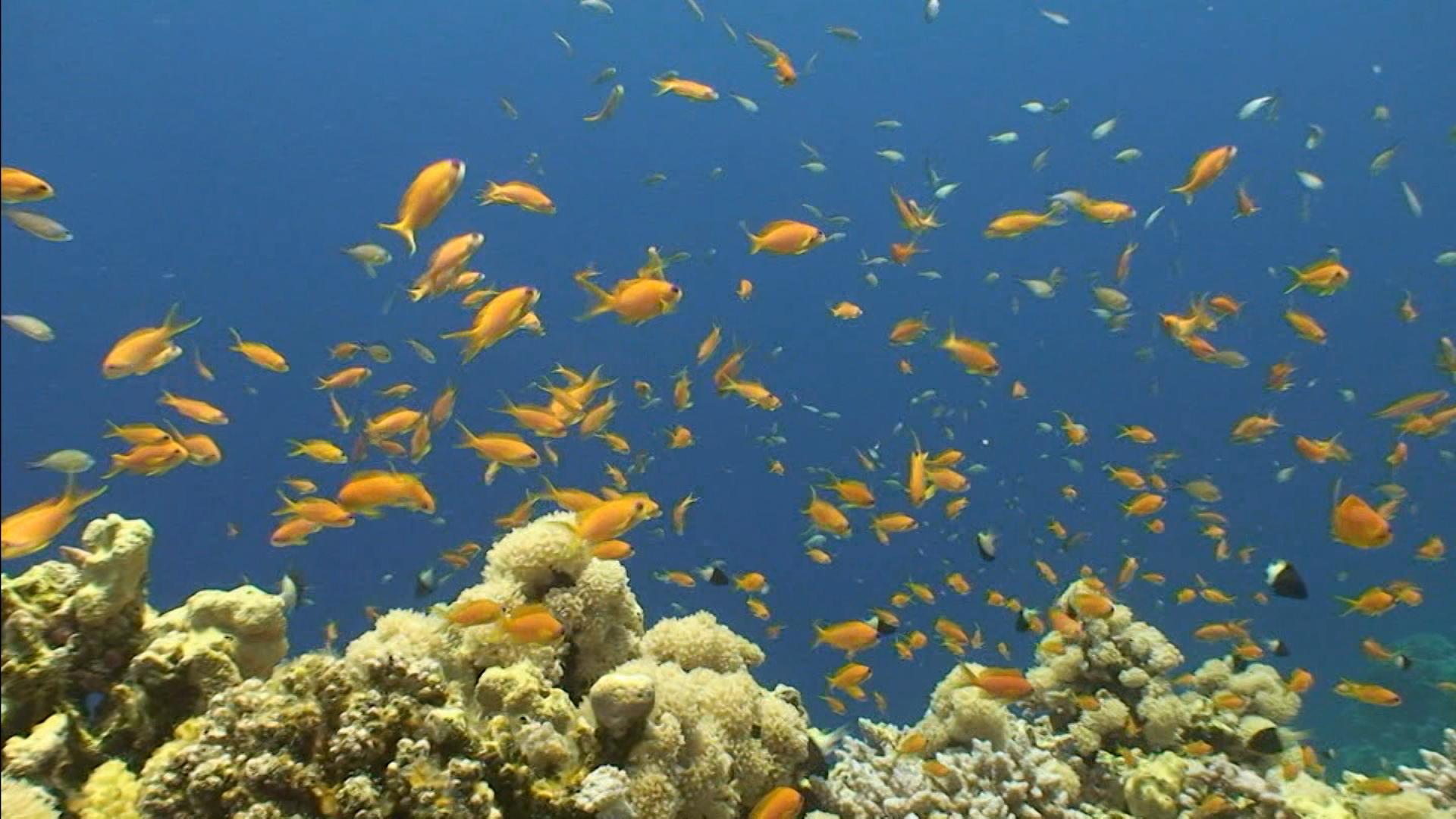 Fish Life - MagellanTV Documentaries