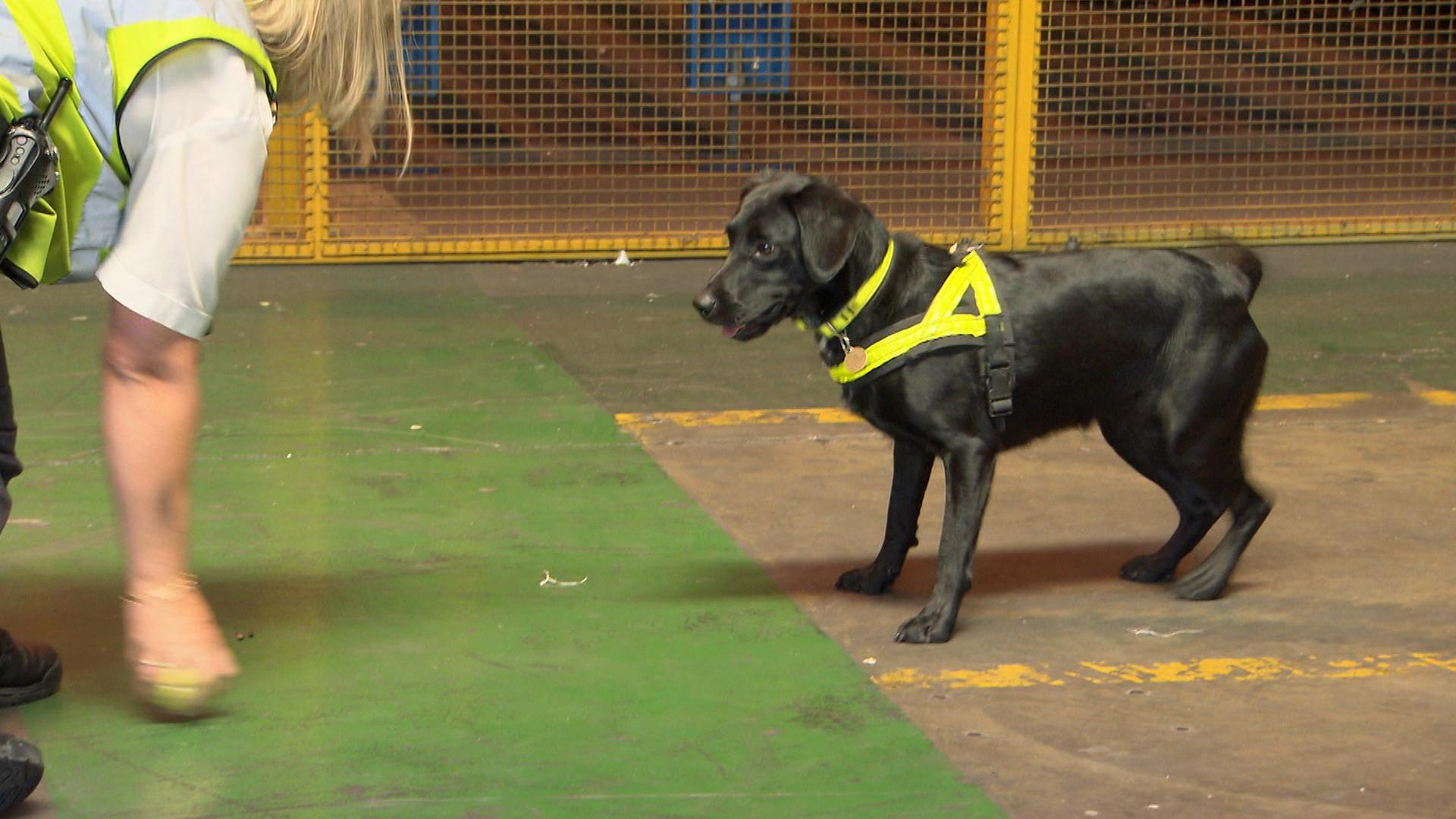 Customs - MagellanTV Documentaries