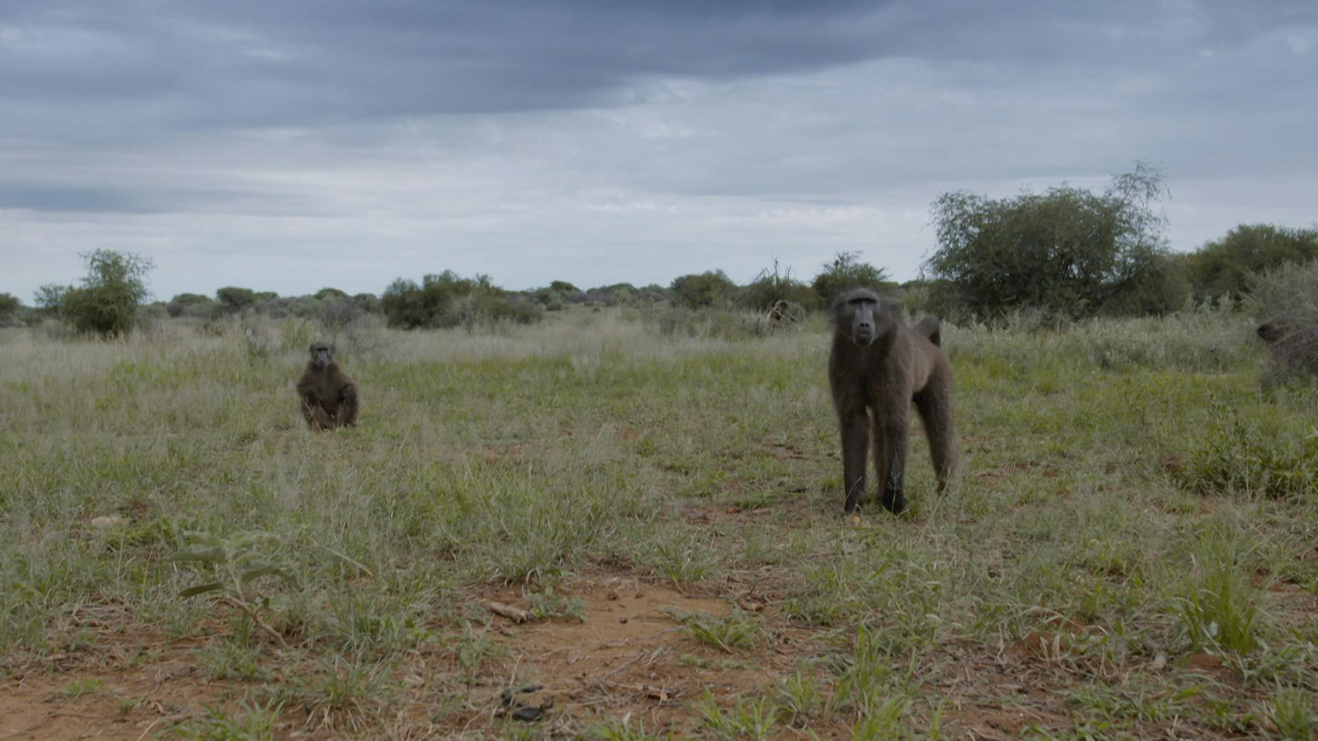 Wild Jobs: Namibia - MagellanTV Documentaries