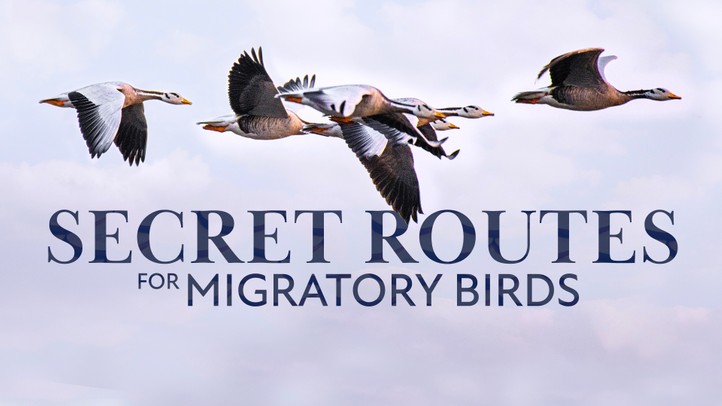 Secret Routes for Migratory Birds - MagellanTV Documentaries